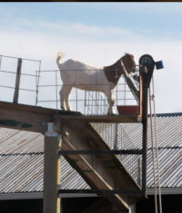 Activities & Attractions | Maris Farms - Buckley, WA